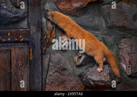 Siberian weasel, Mustela sibirica, mink animal in the stone wall. Urban ...