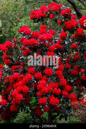 Rhododendron Markeeta's Prize, evergreen shrub, dark green foliage ...