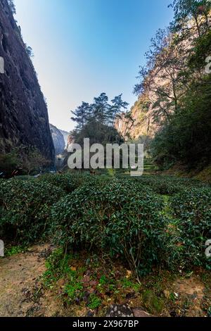 Tree plantations, Wuyi Mountains, UNESCO World Heritage Site, Fujian ...