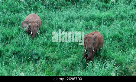 Foraging African Elephants, South Africa, Africa Stock Photo - Alamy