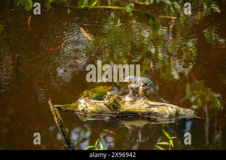 View of crocodile in swamp near Puerto Morelos, Quintana Roo, Caribbean ...