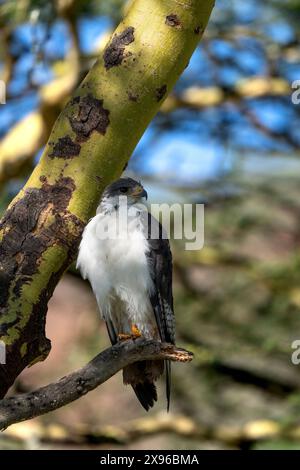 Nakuru national park, augur buzzard eagle, Buteo augur (CTK Photo ...