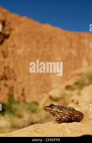 Sahara Frog (Pelophylax saharicus) in shallow water, Talassemtane ...