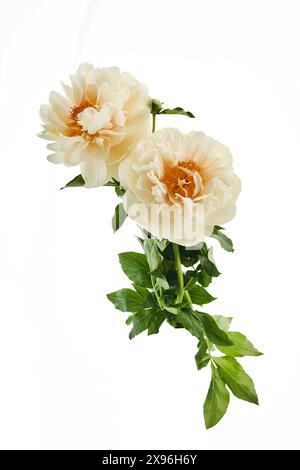Elegant Cream Peonies Isolated on White Stock Photo - Alamy