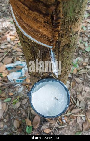 Hevea Brasiliensis : latex extracted from rubber tree as a source of ...
