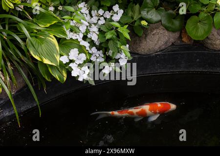 Koi fish swims inside a pond at a public park in Tokyo Stock Photo - Alamy