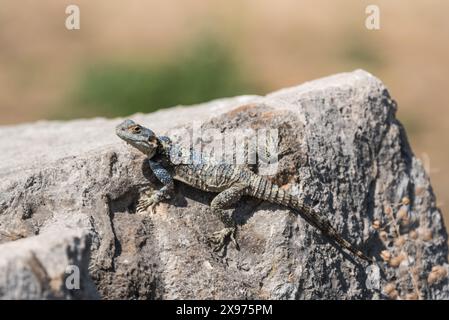 Starred Agama (Leudakia stellio) in Turkiye Stock Photo - Alamy