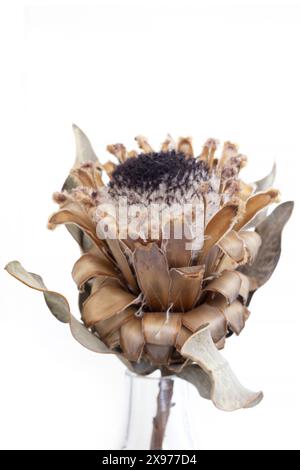 Dried Protea flower on light background Stock Photo - Alamy