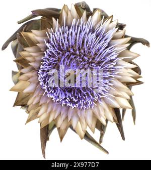 natural photo violet and white flowers aquilegia close-up on a flower ...