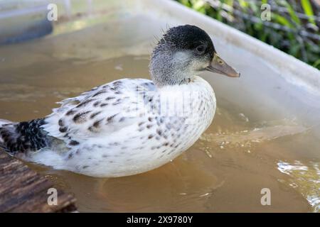 Younger Snowy Calls ducks playing in a tote of water . High quality ...