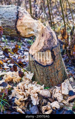 Beaver tree felling on the Teltow Canal, Berlin, Germany Stock Photo ...