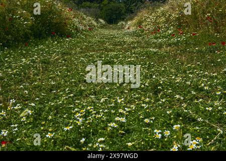 Wildflower meadows of some mixed species are sold in seed packets 2 ...