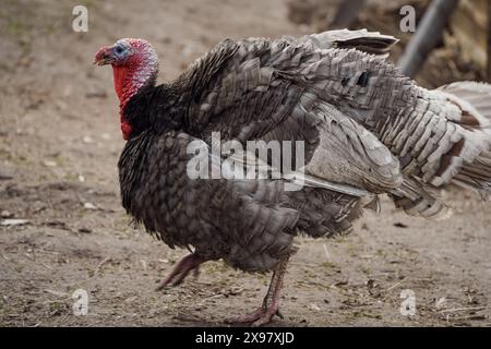 Common turkey on the birds yard close-up. Turkeys on free range farm ...