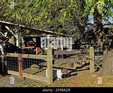 farm animal at Ardenwood Historic Farm, Fremont California Stock Photo ...