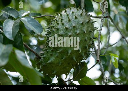 Sour Sop Fruit Growing in Costa Rica Stock Photo - Alamy