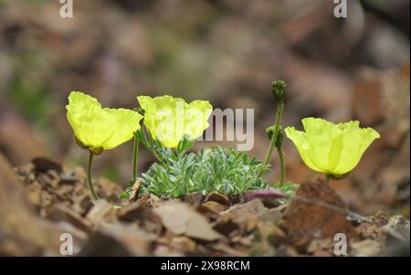 Arctic Poppy (Papaver lapponicum) yellow wildflowers in Denali National ...