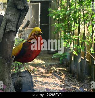 A colorful golden pheasant standing on a perch, staring through a wire ...