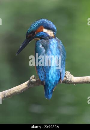Kingfisher at RSPB Rainham Marshes Nature Reserve , Purfleet, Essex ...