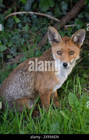Red fox (Vulpes vulpes) in garden. Female red fox in the back garden of ...