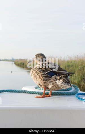 Mallard duck on the deck of a holiday cruising boat hoping to be fed ...