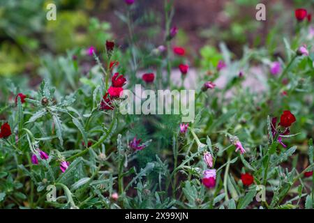 Cyanus tchihatcheffii, centauera tchihatcheffii flower is endemic for ...