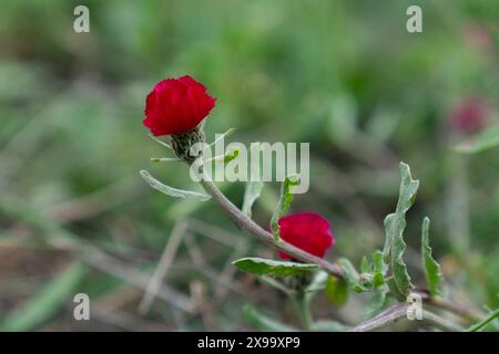 Closeup view of cyanus tchihatcheffii, centauera tchihatcheffii flower ...