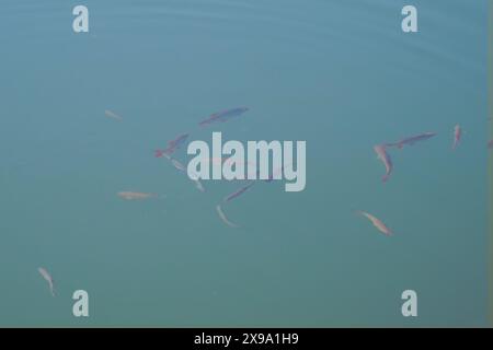 Small freshwater fish swim and play in sunny weather in a pond or in a ...