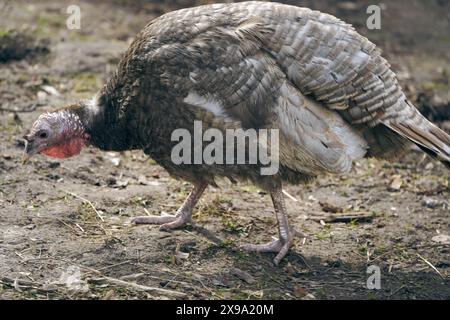Turkey in full plumage. Pastures grow turkey on a farm. A live turkey ...