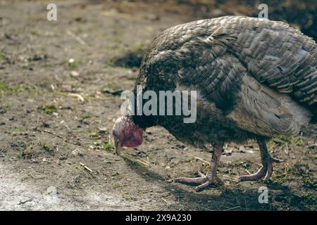 Turkey in full plumage. Pastures grow turkey on a farm. A live turkey ...