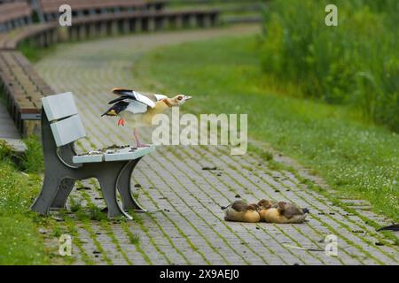A duck is standing on a bench next to a baby duck. The scene is ...