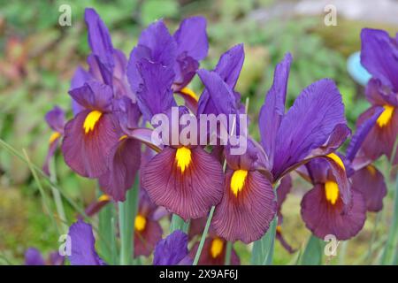 Blue purple and burgundy Dutch iris ‘Eye Of The Tiger’ in flower Stock ...