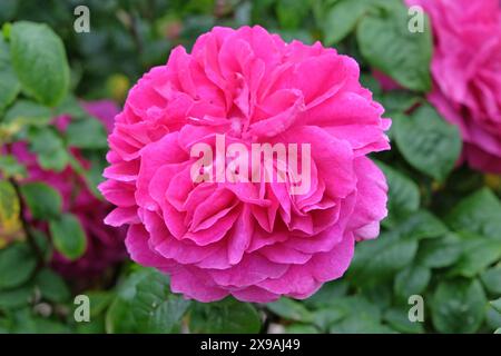 Deep pink Old English rose, Rosa ‘Young Lycidas’ in flower Stock Photo ...