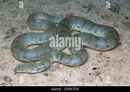 Cerberus schneiderii , Southeast Asian Bockadam, water snake in ...