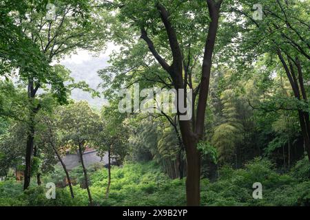 Yongfu Temple and green forest in Hangzhou, China Stock Photo - Alamy