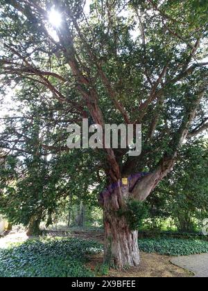 Baum, Rosarium, Baden bei Wien, 2024, Manfred Siebinger *** Tree ...