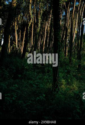 The area near Punta Marina Terme, Italy Stock Photo - Alamy