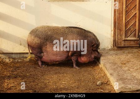Pig are lounging atop a mound of hay in a farm setting. Selective focus ...