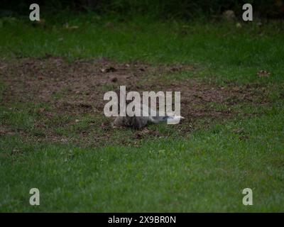 A closeup of a cute rabbit playing on the grass Stock Photo - Alamy