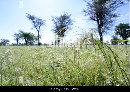 EtHIOPIA, Central Ethiopia, town Kibet, fields with Teff (Eragrostis ...