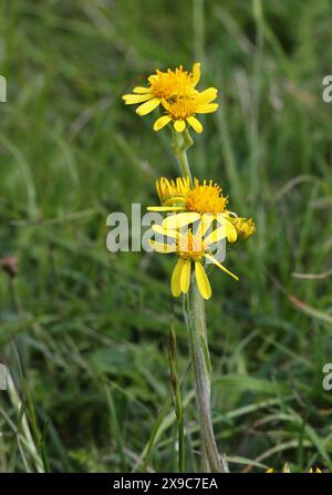 Field Fleawort, Tephroseris integrifolia, Asteraceae. Syn. Senecio ...