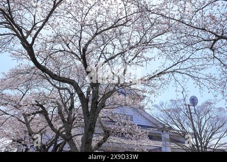 Cherry blossoms near Watari Station at Dodanishi, Watari, Watari ...