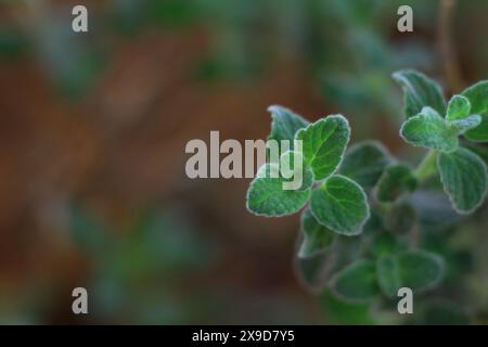Syrian oregano (Origanum syriacum Stock Photo - Alamy