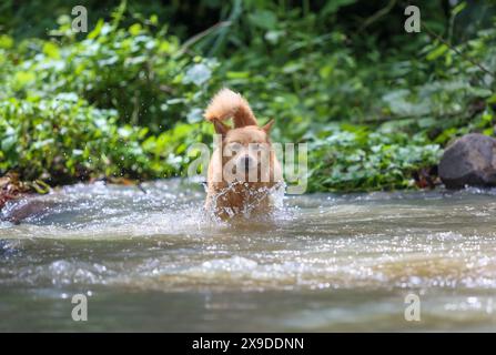 Philippine local breed Askal dog cooling off in river, extreme heat ...