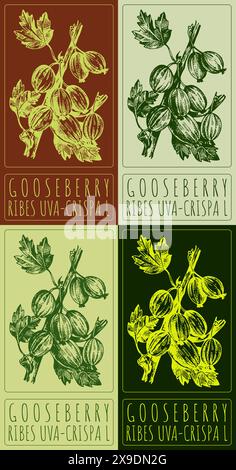 Gooseberry juicy plant in cartoon style isolated on white background ...