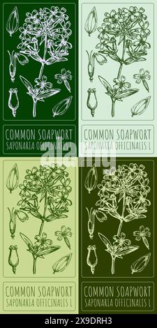 Vector drawing COMMON SOAPWORT. Hand drawn illustration. The Latin name ...