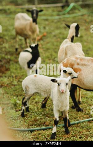 White sheep behind a barbed wire fence. Selective focus Stock Photo - Alamy