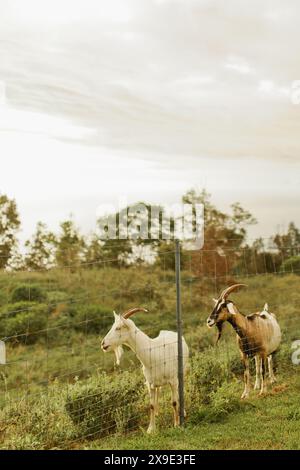 Goats wandering on side of hill Hawaii farm Stock Photo - Alamy