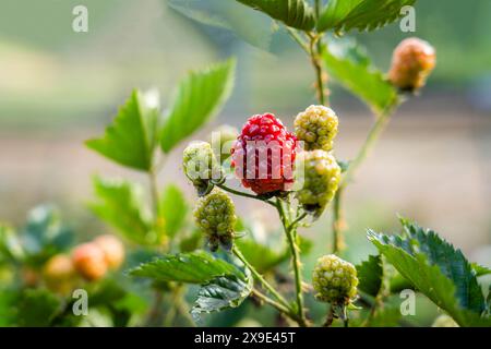 blue berry farm in Vattavada Kerala Stock Photo - Alamy