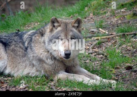 Wolf Europaeischer Grauwolf in Aktion Wolf Grauwolf *** Wolf European ...