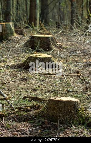 Stumps from the fir trees in the winter clearing, spring view. Boreal ...